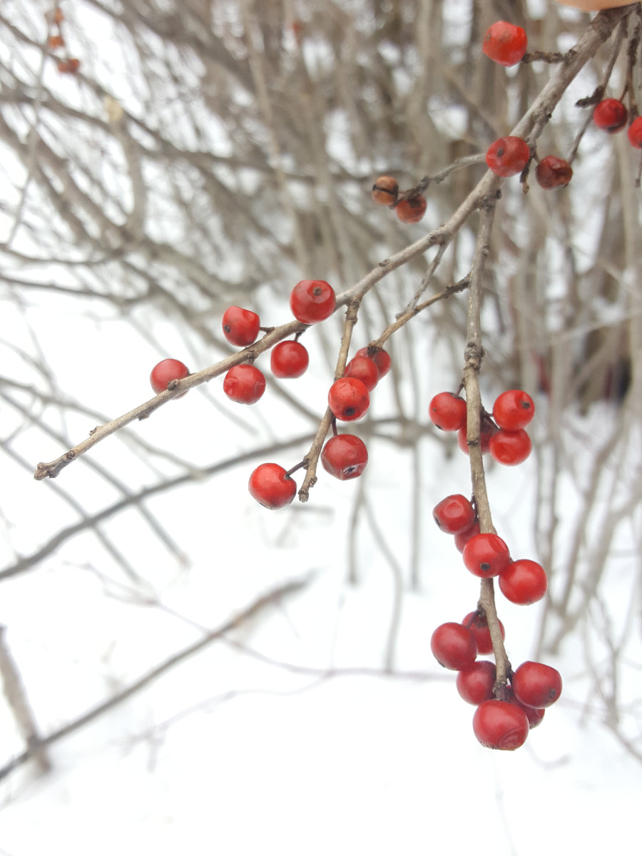 Winterberry - Ilex verticillata – Rooted By The Bluffs