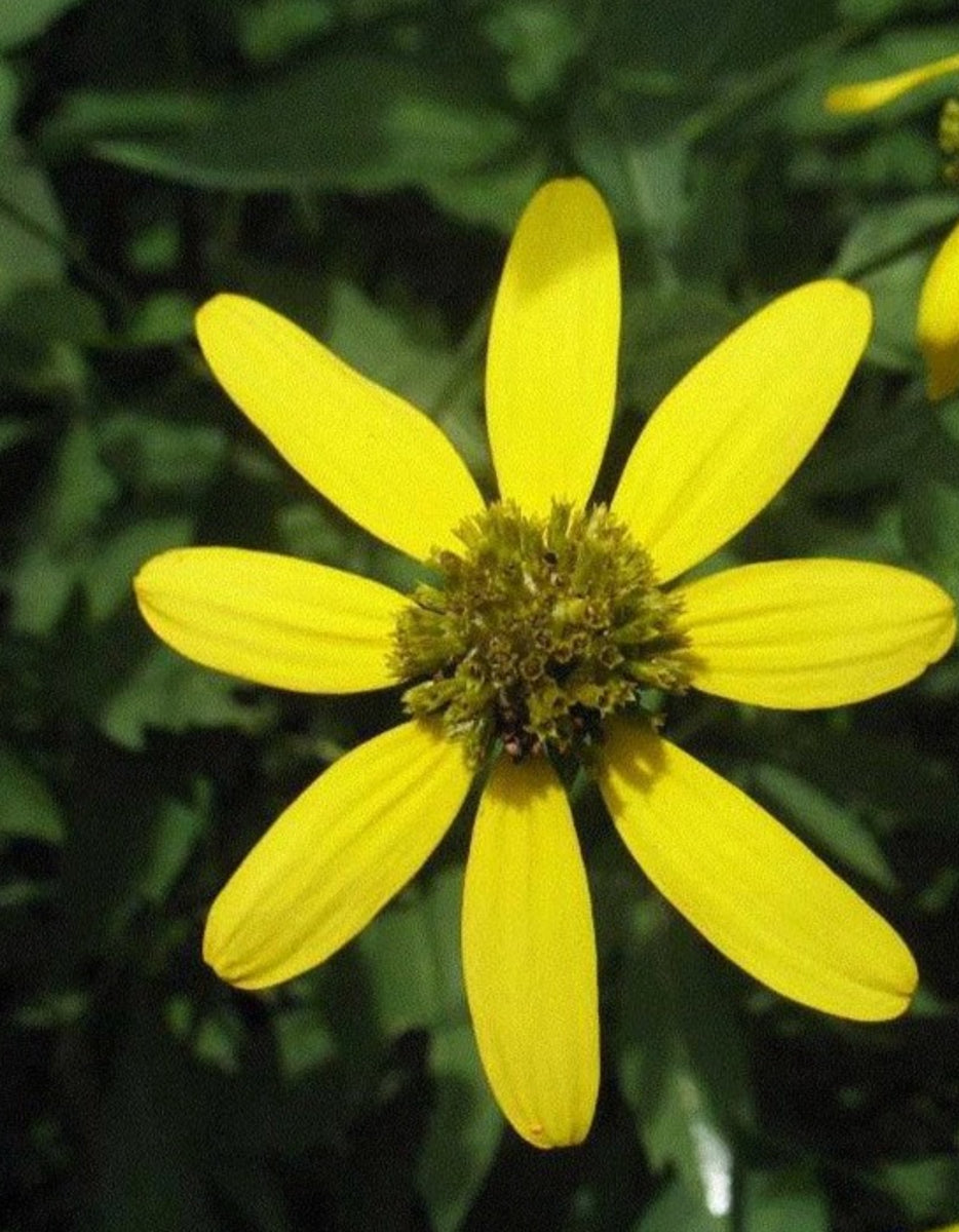 Cut-leaf Coneflower or Sochan - Rudbekia laciniata – Rooted By The Bluffs