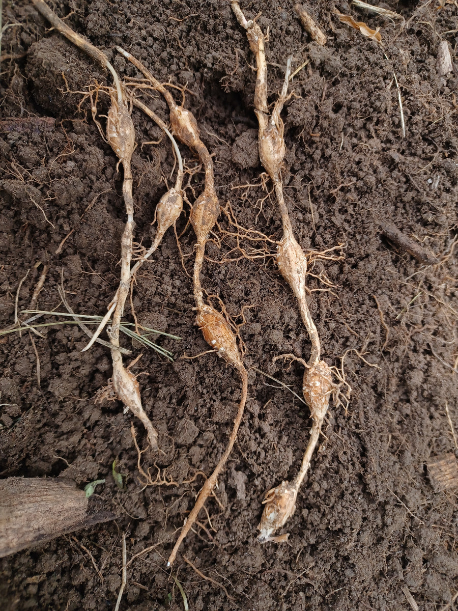 Groundnut/Hopniss - Apios americana – Rooted By The Bluffs