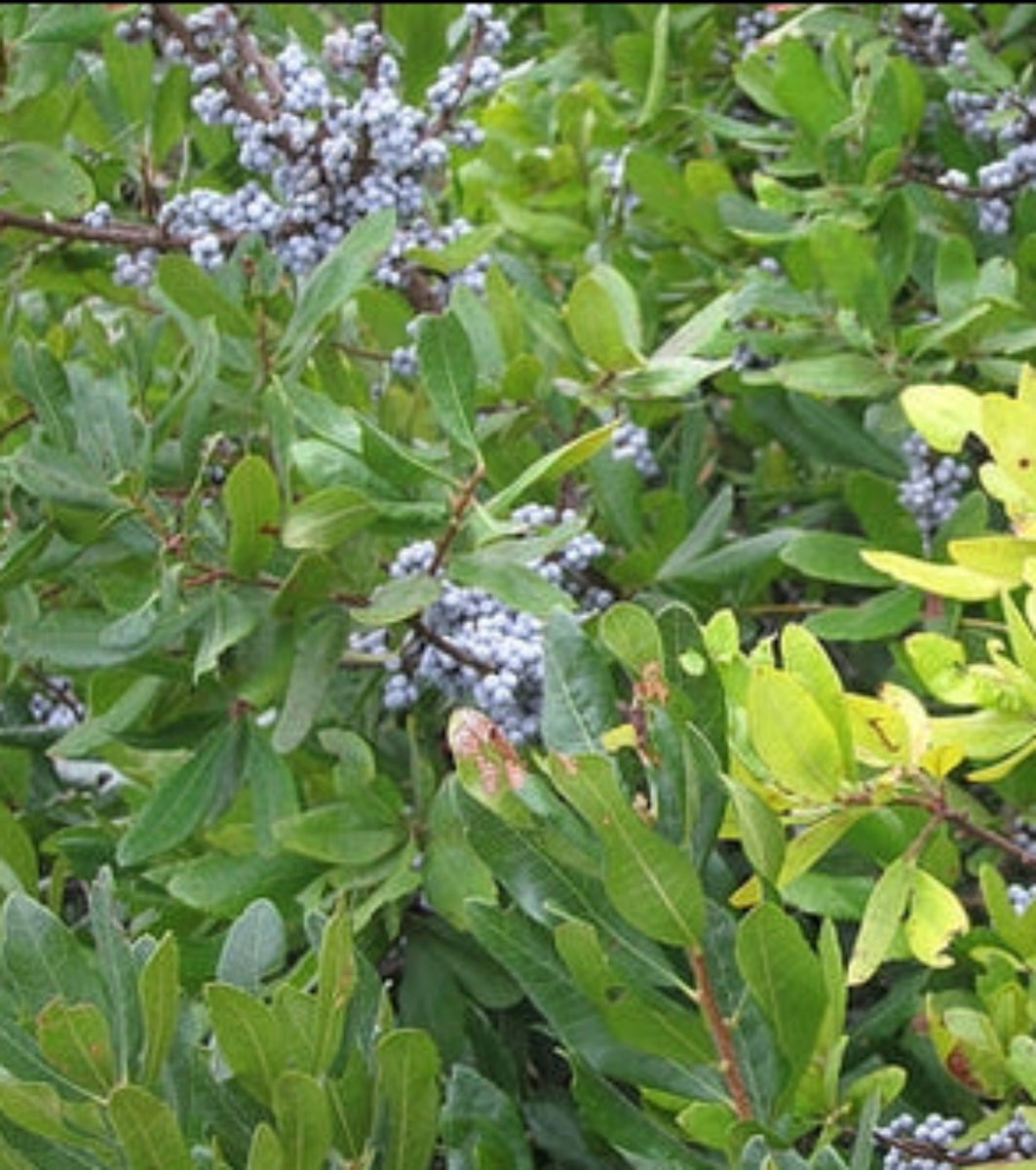 Northern Bayberry - Myrica pensylvanica | Grey Bruce – Rooted By The Bluffs